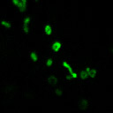Carnegie Cell Imaging